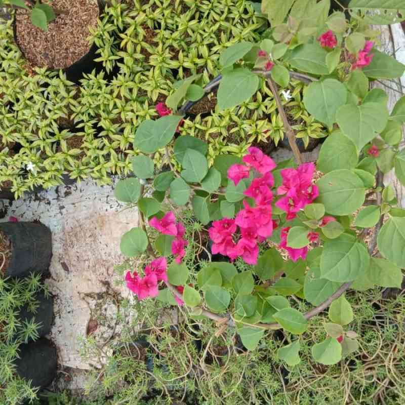 Jual Tanaman hias bugenvil bung merah fanta - tanaman bugenvil di ...