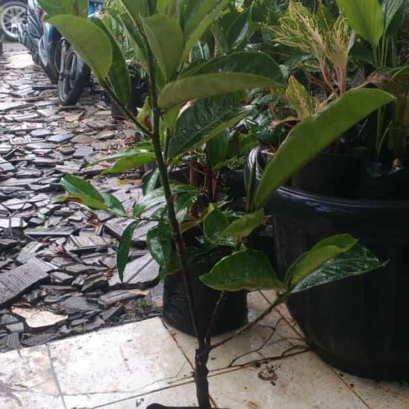 Jual Bibit Pohon Nangka Cempedak-pohon Nangka Cempedak Di Seller ...