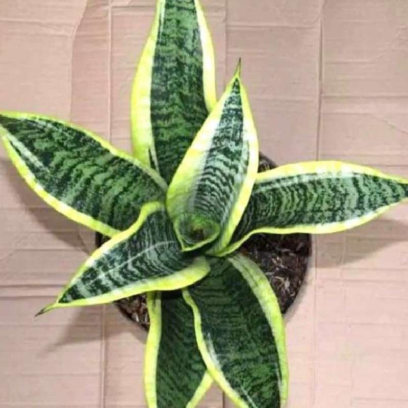 Jual Sansivera Superba Original Murah - Harga Diskon Juni 2024 | Blibli.com