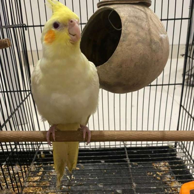 Promo Parkit Australia Mandiri / Burung Falk Mandiri Diskon 33% di ...