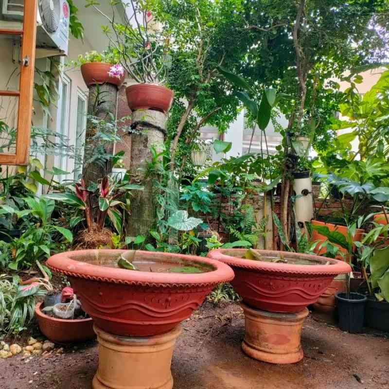 Promo Pot Teratai, Pot Tanaman Air Dari Gerabah Tanah Liat D47 Tinggi ...