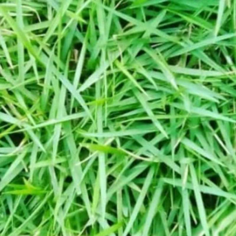 Jual Rumput jepang -- Rumput tanaman di Seller Taman langit indonesia ...