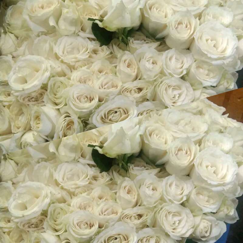 Gambar Bunga Mawar Putih