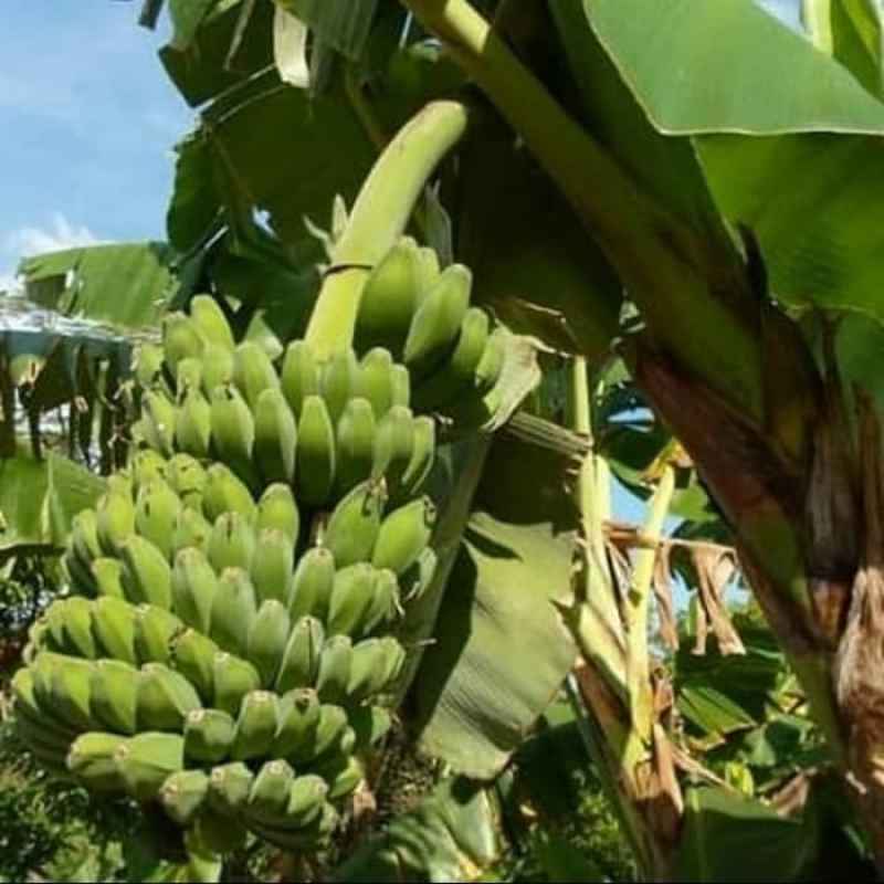 Kebun Pisang Kepok