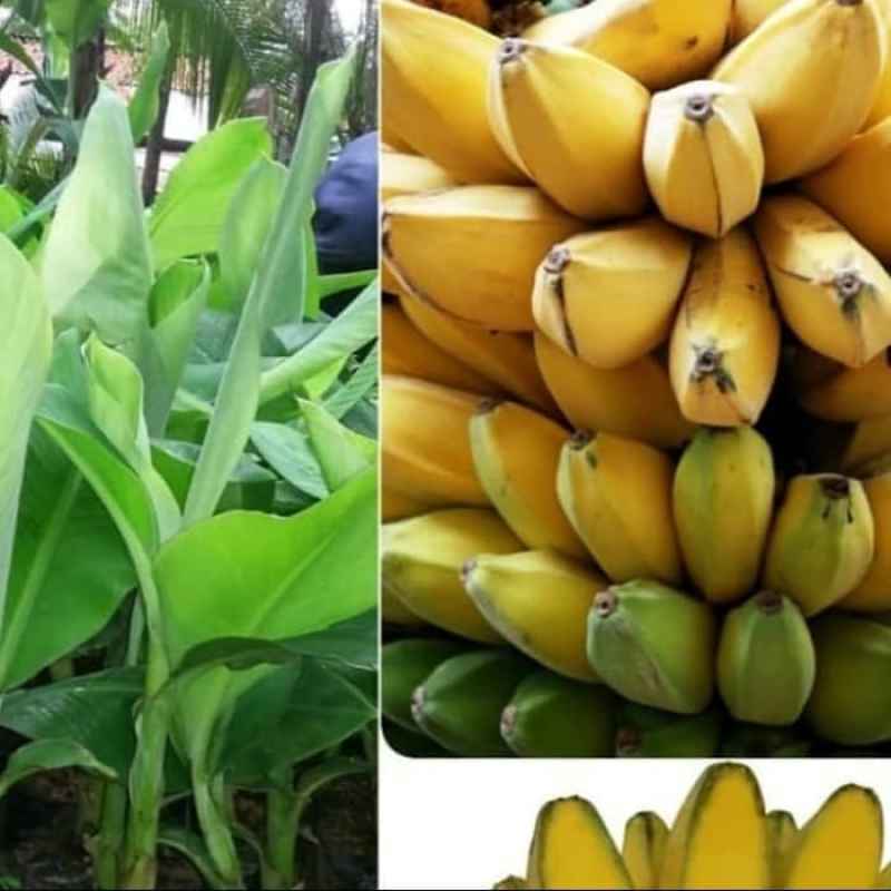 Pohon Pisang - Harga Terbaru April 2024 & Gratis Ongkir | Blibli