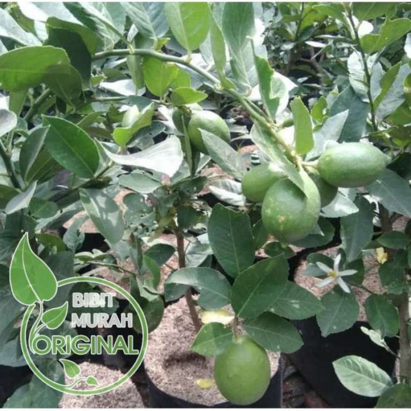 Jual bibit jeruk lemon kondisi berbuah atau berbunga di Seller Agro ...