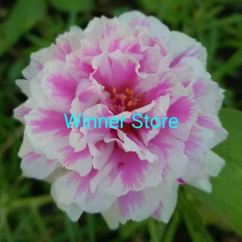 Jual 5 stek batang bibit tanaman hias stripe striped portulaca ...