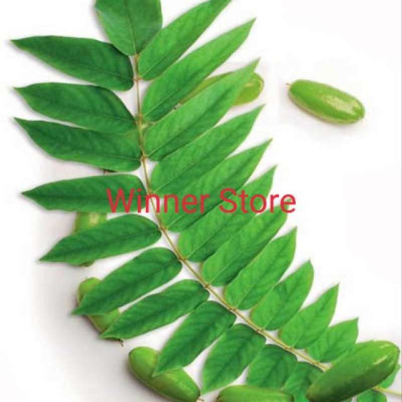 Jual 200 lembar daun segar - kering averrhoa bilimbi belimbing wuluh ...