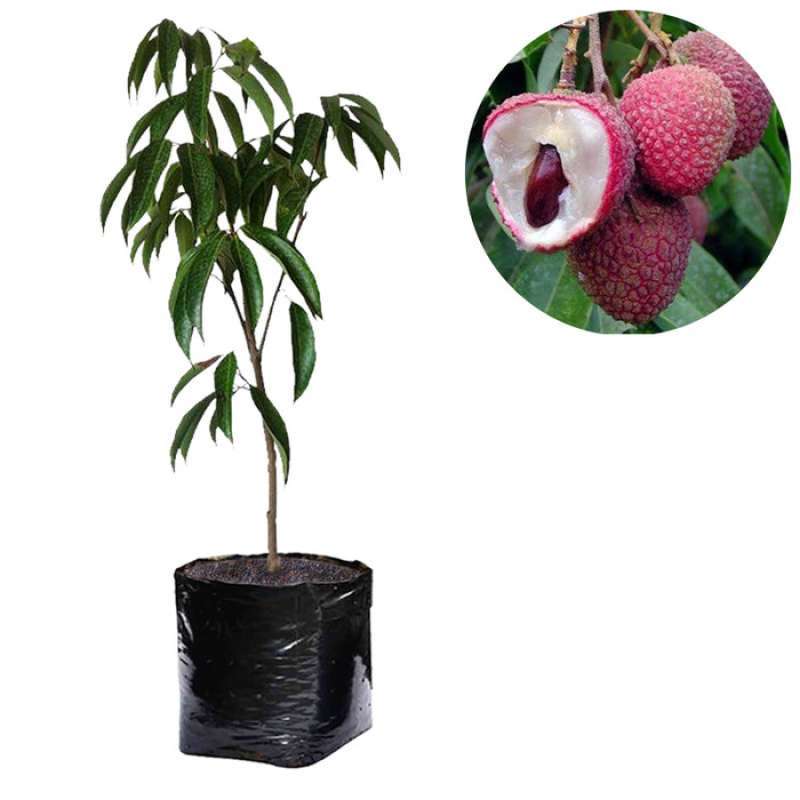 Bibit Pohon Buah Leci