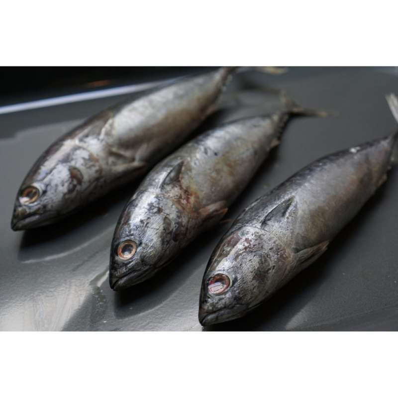 Jual Ikan Tongko tunal Segar [ 500 g ] di Seller lapak sayur anak pak ...