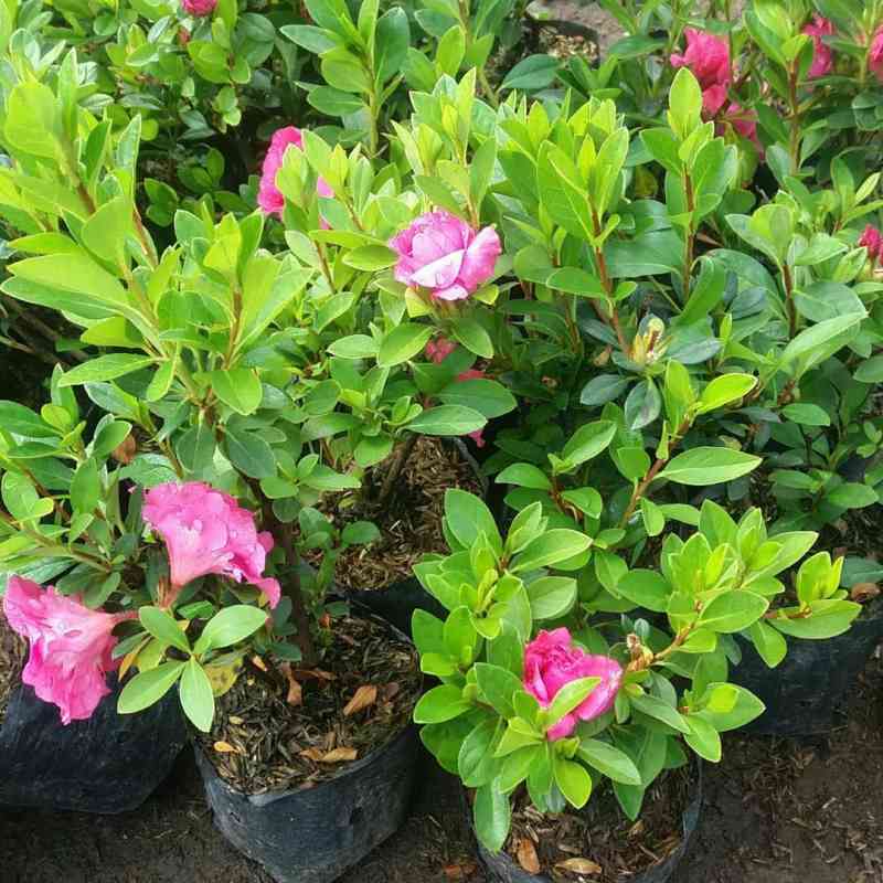 Jual Bubga Azalea Harga Termurah Dan Terlengkap 2024 | Blibli