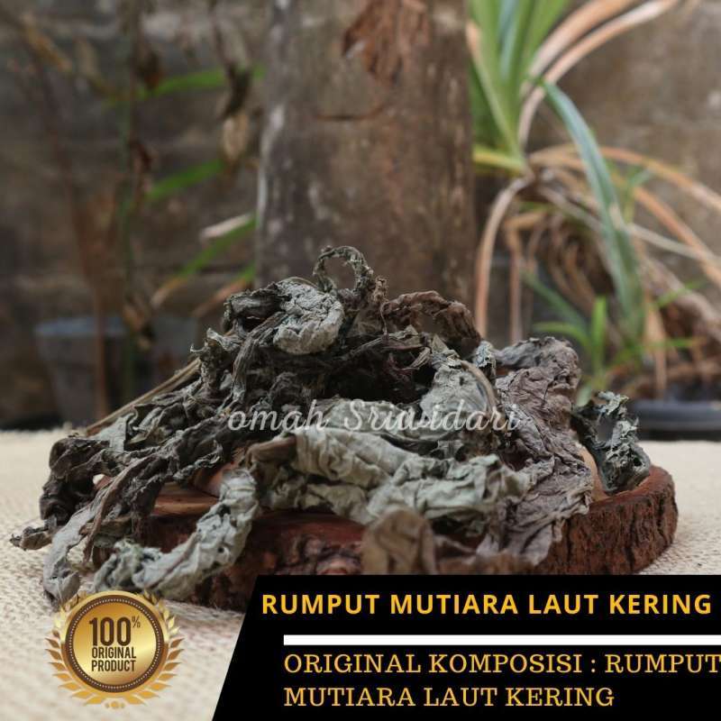 Jual RUMPUT MUTIARA LAUT KERING (HEDYOSTIS CORUMVOSA) HERBAL 100% ...