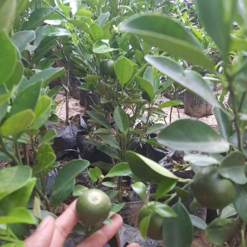 Jual Pohon Jeruk Kip Sudah Buah Di Seller Pusat Bibit - Klender, Kota ...