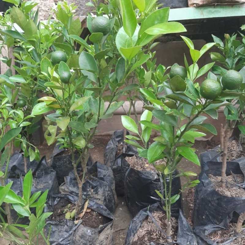 Jual Pohon Jeruk Kip Sudah Buah Di Seller Pusat Bibit - Klender, Kota ...
