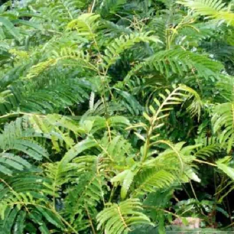 Jual Pohon Pete - Bibit Tanaman Buah Petai Nasi di Seller rumah bibitku ...