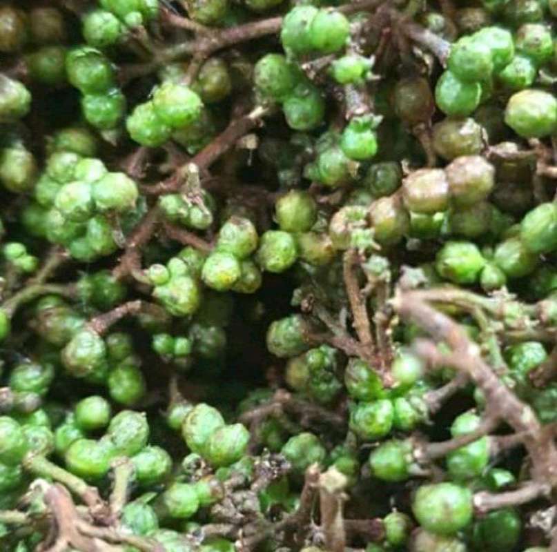 Jual Andaliman 50 Gram Di Seller Waronk Kawanua - Cakung Timur, Kota ...