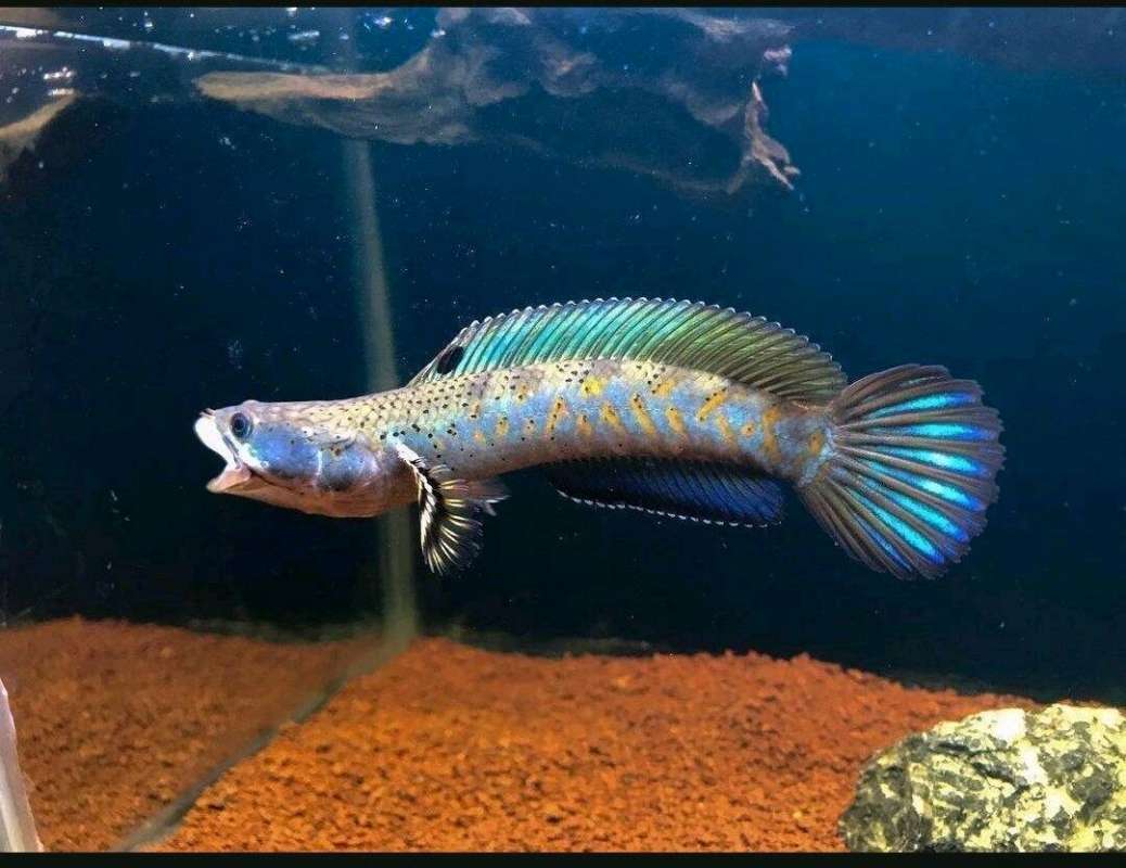 Channa Pulchra