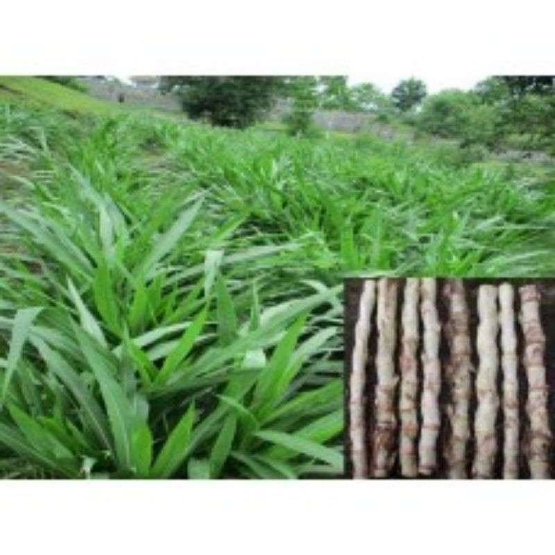 Jual Tanaman Rumput Odot/pakan Alternatif Ternak Di Seller ...