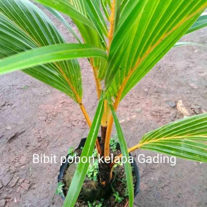 Jual bibit pohon kelapa Gading kuning di Seller Bibit satuu - Pondok ...