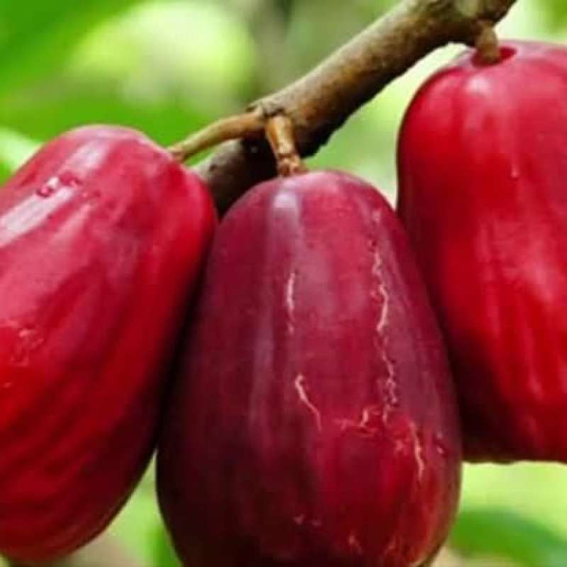 Jual Bibit Pohon Jambu Jamaika - Buah Jambu Jamaika Tanaman Jambu Bol ...