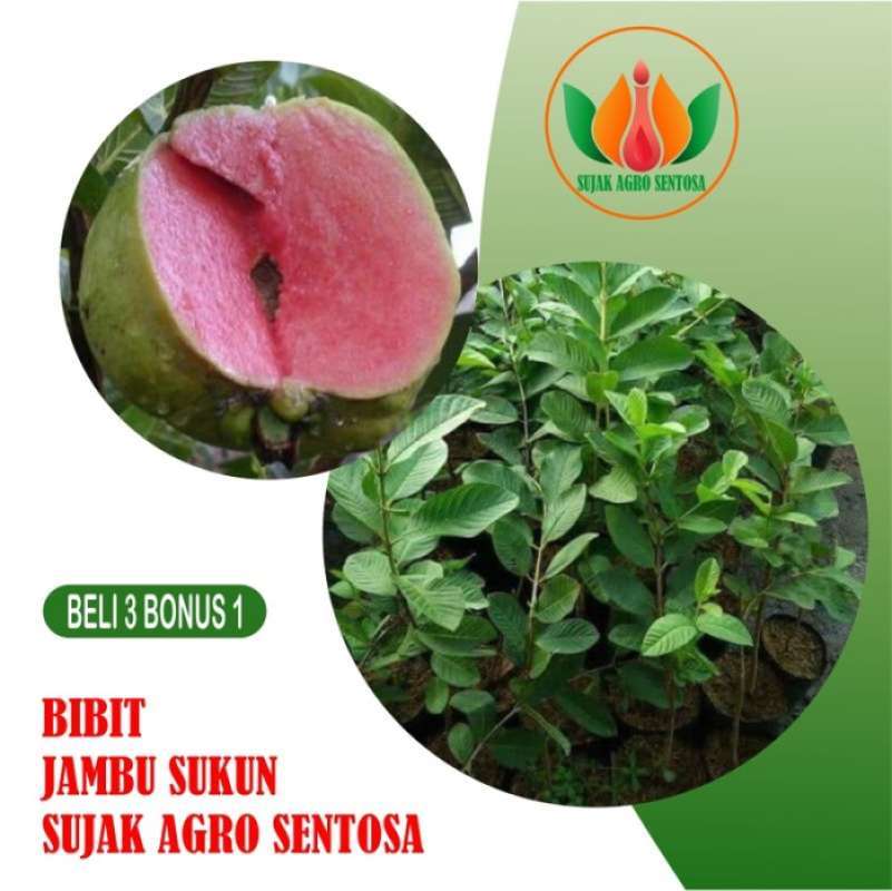 Jual Bibit Buah Tanaman Jambu Sukun di Seller Bibit delapan - Poh ...