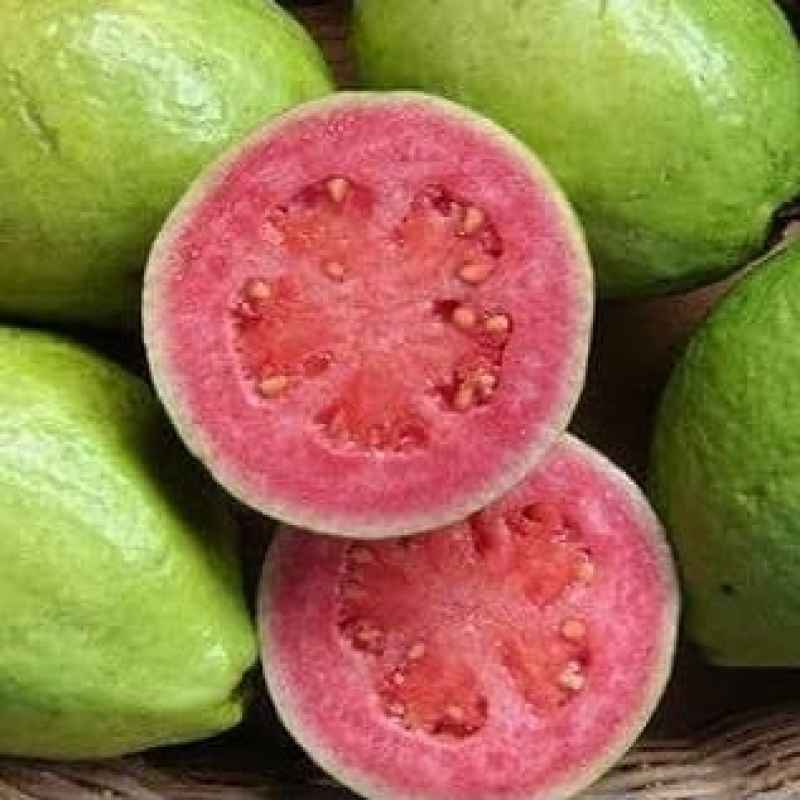 Jual Bibit Pohon Jambu Getas Merah - Buah Jambu Biji - Tanaman Jambu ...
