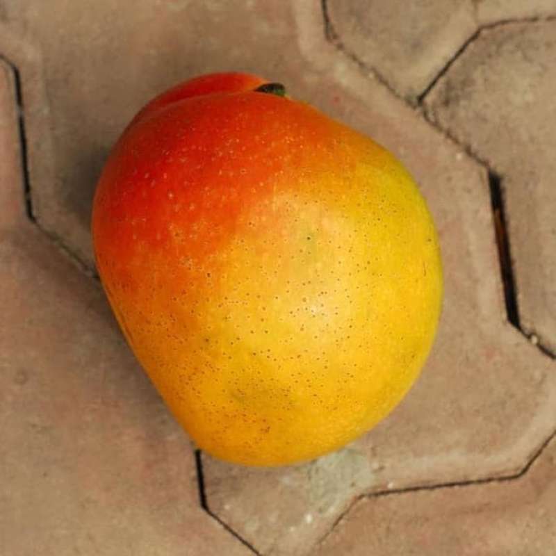 Jual Xna Mangga Garifta Orange / Bibit Buah / Tanaman Di Seller Sentra ...