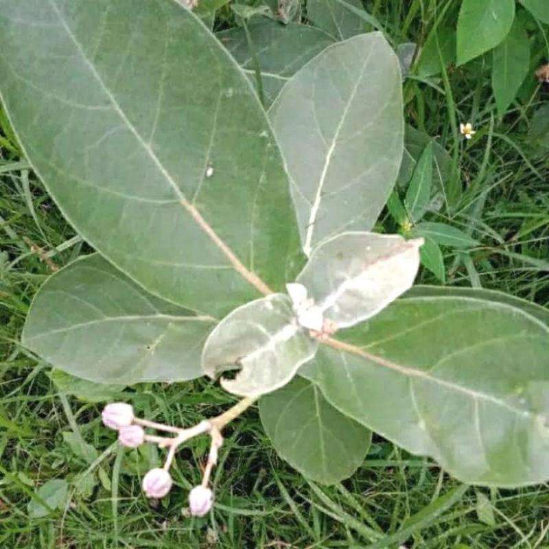 Jual Pohon Widuri Herbal/tanaman Widuri Tanaman Herbal Di Seller ...