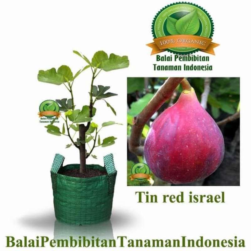 Jual Super! Bibit Tin Red Israel / Bibit Buah / Tanaman Unggul! di ...