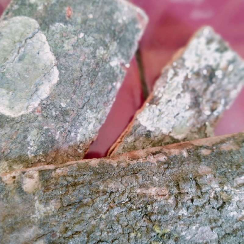 Jual Kayu Sintok Kering 1kg Organik Super Food Di Seller Mustika Djamue ...