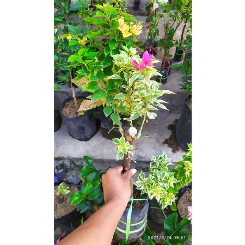 Promo Tanaman Bunga Hias Bugenvill - Bougenvill 3 Warna Jumbo 60cm ...