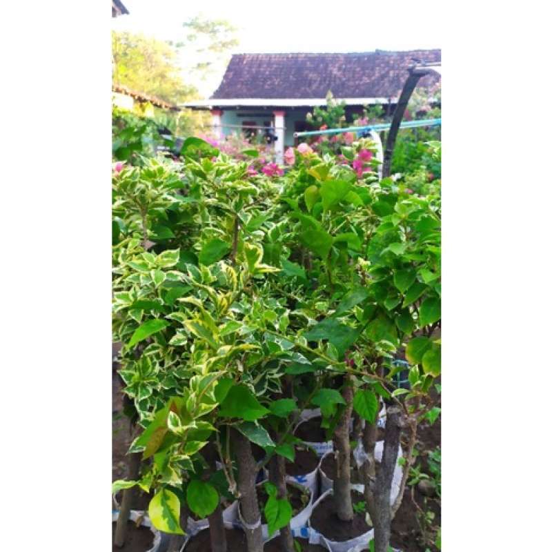Promo Tanaman Bunga Hias Bugenvill - Bougenvill 3 Warna Jumbo 60cm ...