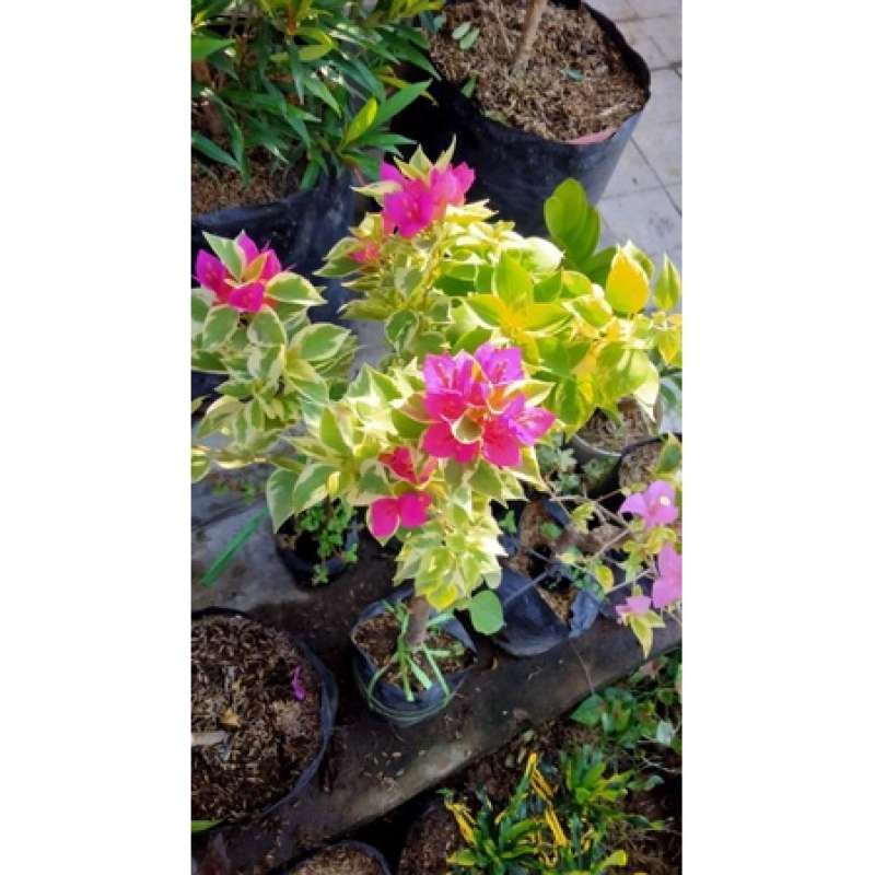 Promo Tanaman Bunga Hias Bugenvill - Bougenvill 3 Warna Jumbo 60cm ...