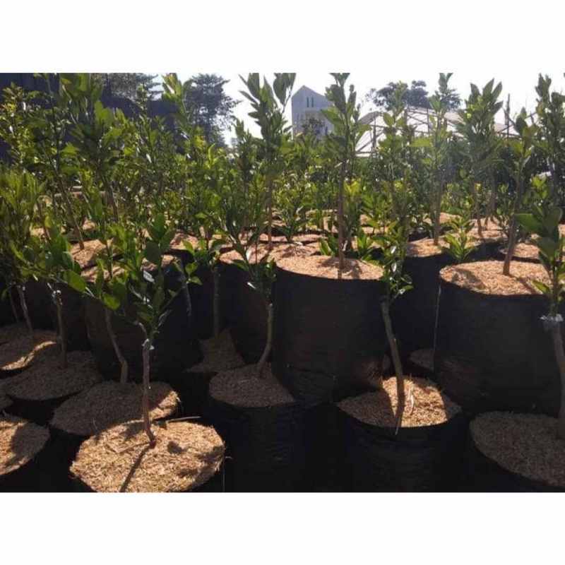 Jual Kw Wahid! Bibit Bagus Tanaman Jeruk Pecel Buah Jumbo Estu! di ... Jual Kw Wahid! Bibit Bagus Tanaman Jeruk Pecel Buah Jumbo Estu! di ...