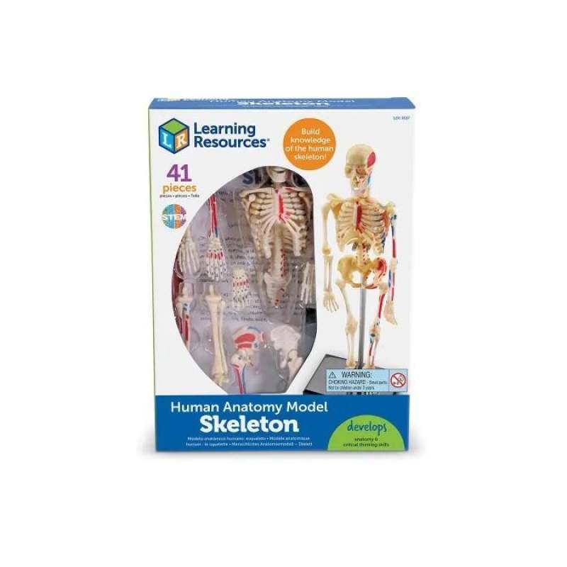 Jual Learning Resources Anatomy Model - Skeleton Alat Peraga Biologi Di Seller Kiedler - Petir ...