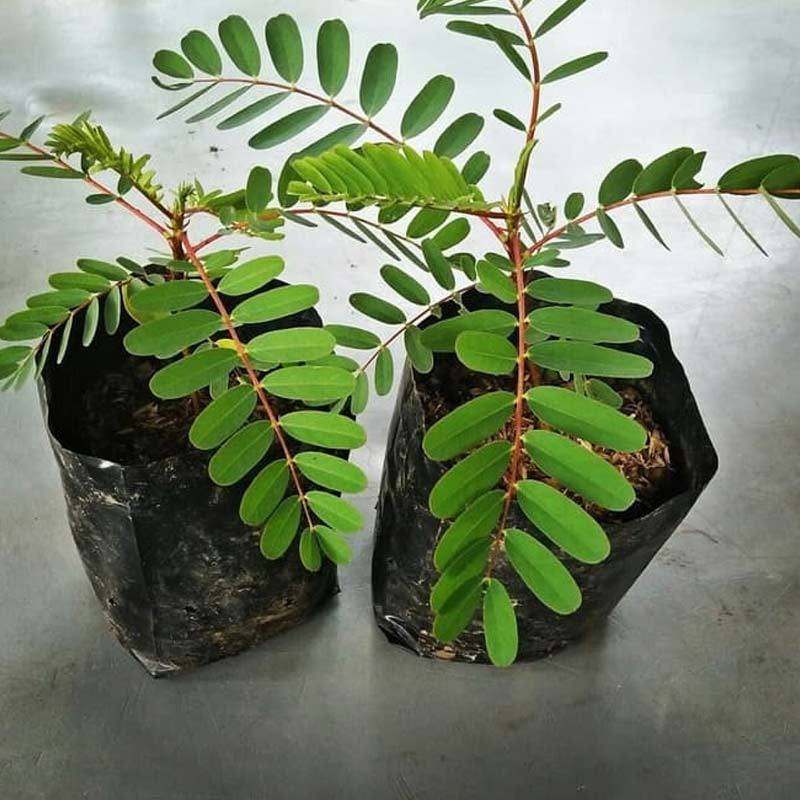 Paling Populer 26+ Gambar Tanaman Bunga Desember - Gambar Bunga Indah