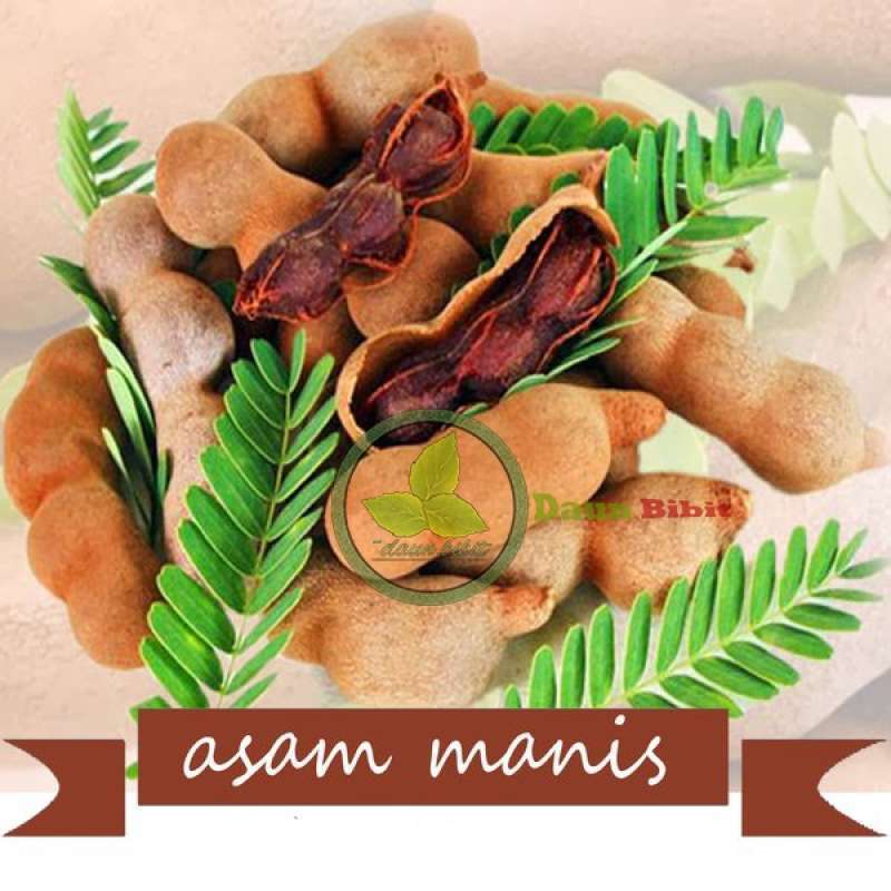 Jual Bibit Asam Sundai Terbaik Juni 2024 - Harga Murah & Gratis Ongkir ...