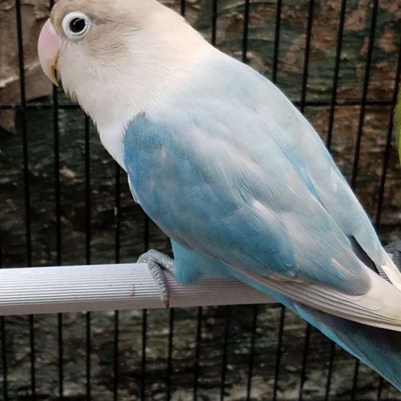 Cobalt Lovebird