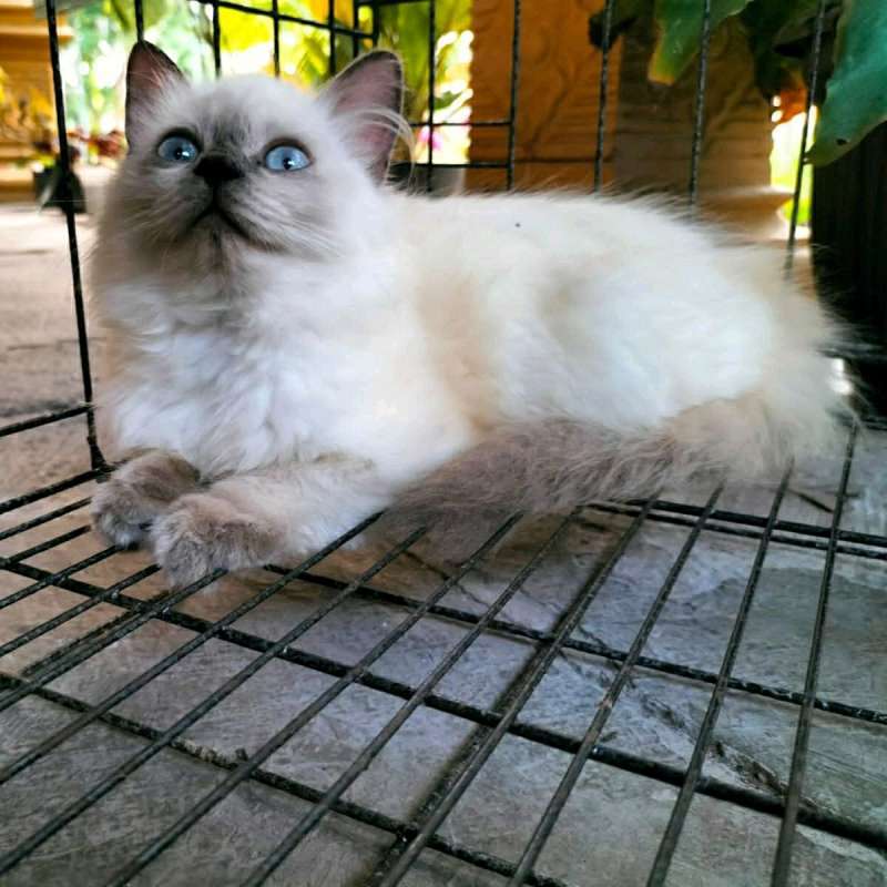Harga Kucing Persia Himalaya