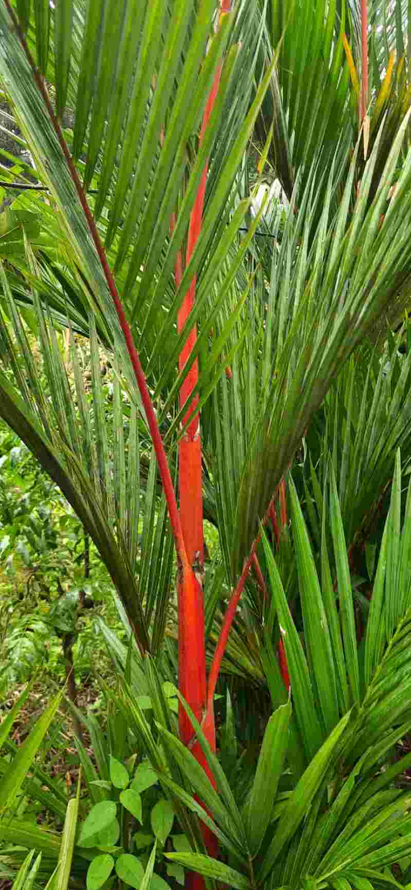 Pohon Pinang Merah