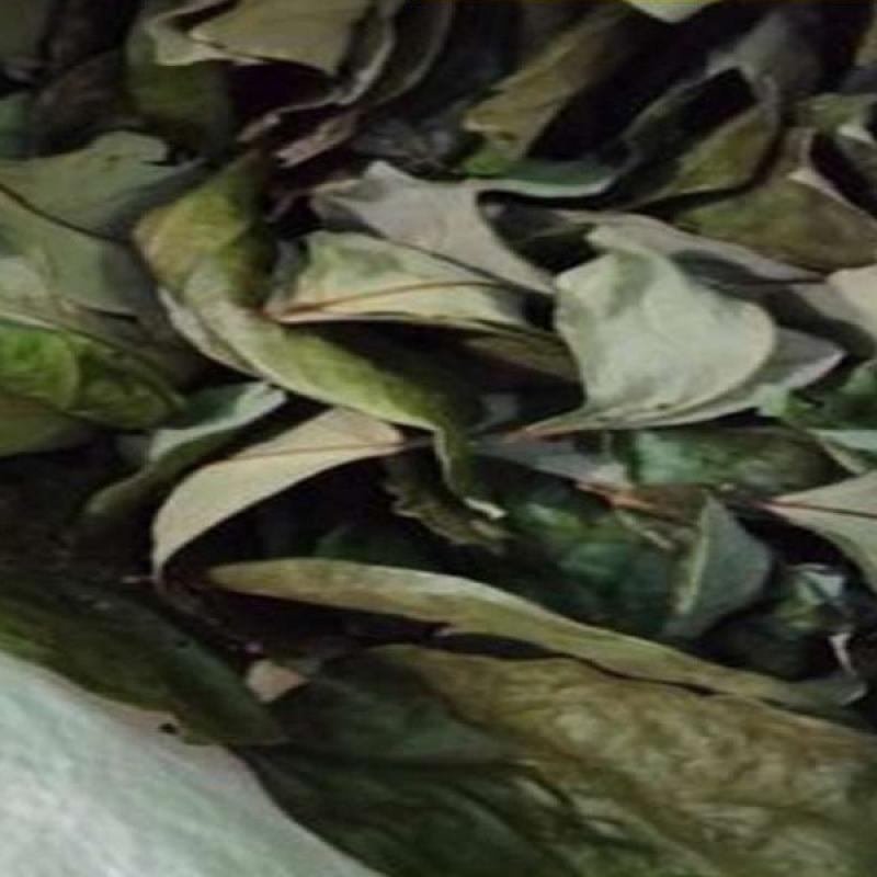 Daun Cangkring Lengkap Harga Terbaru Juni 2024 | Blibli