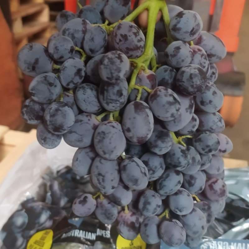 Jual Anggur Hitam Autumn Royal Seedless Grapes The Grape House ...