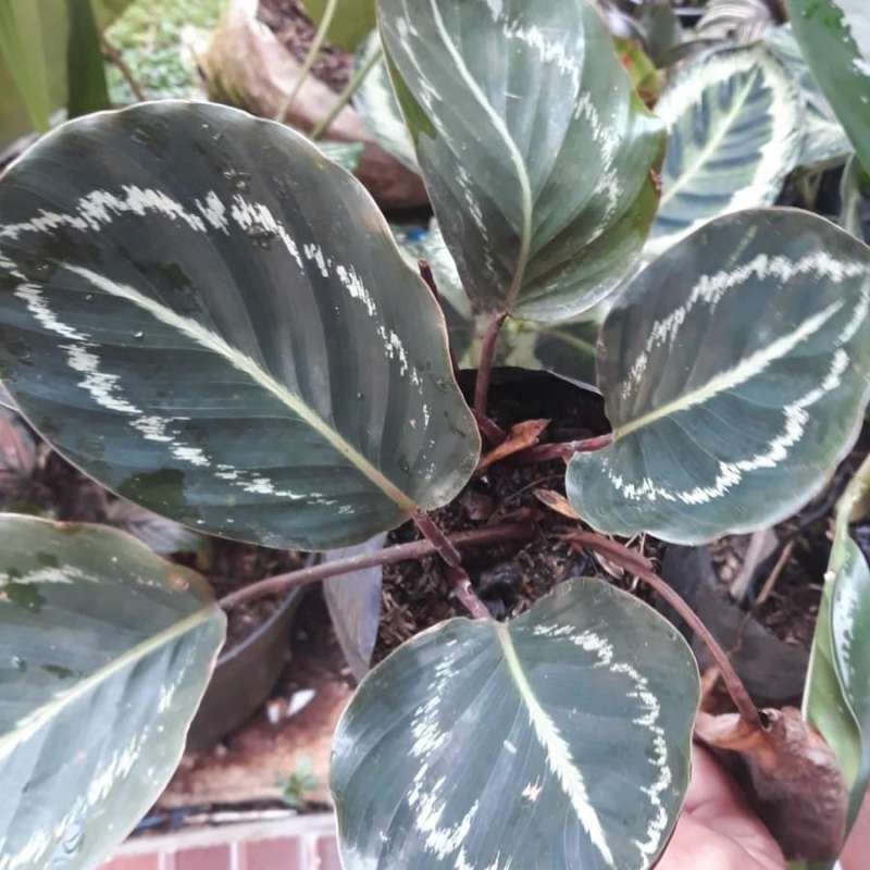 Jual Tanaman Hias Calathea Green Lipstik Pohon Kalatea Green Lipstik Di Seller Restu Bunda Flora
