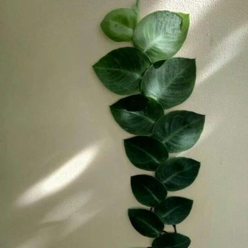 Jual Tanaman Dolar Rambat di dinding Jumbo Daun Besar di Seller Restu ...