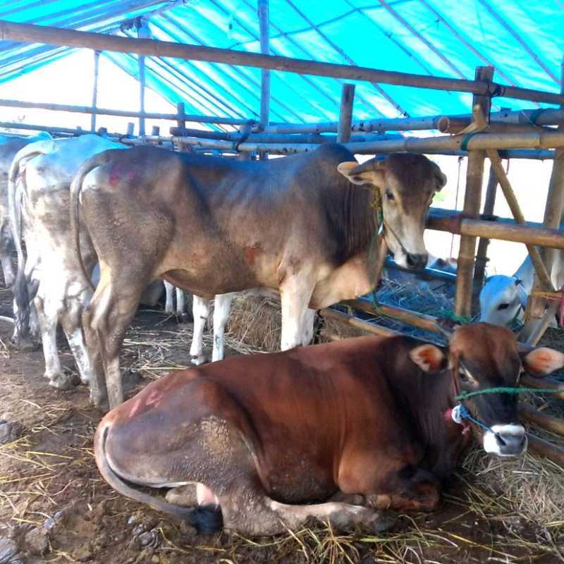 Jual Sapi Qurban Murah Progresif Sapi 1 untuk 7 Orang di Seller Mutiara ...