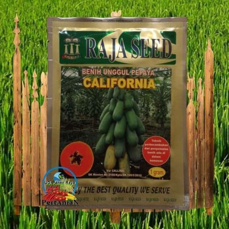 Jual Benih Unggul Tanaman Pertanian Pepaya CALIFORNIA by Raja Seed di ...