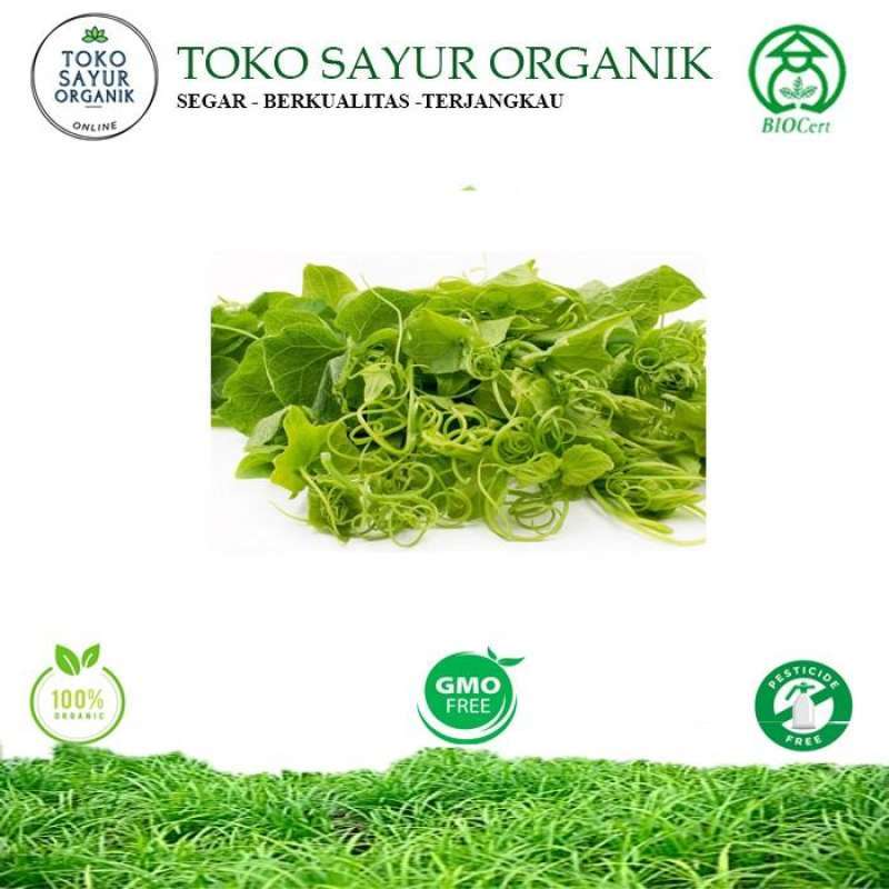 Jual Daun Pucuk Labu Siam Daun Labu Siam Di Seller Toko Sayur Organik Paku Jaya Kota