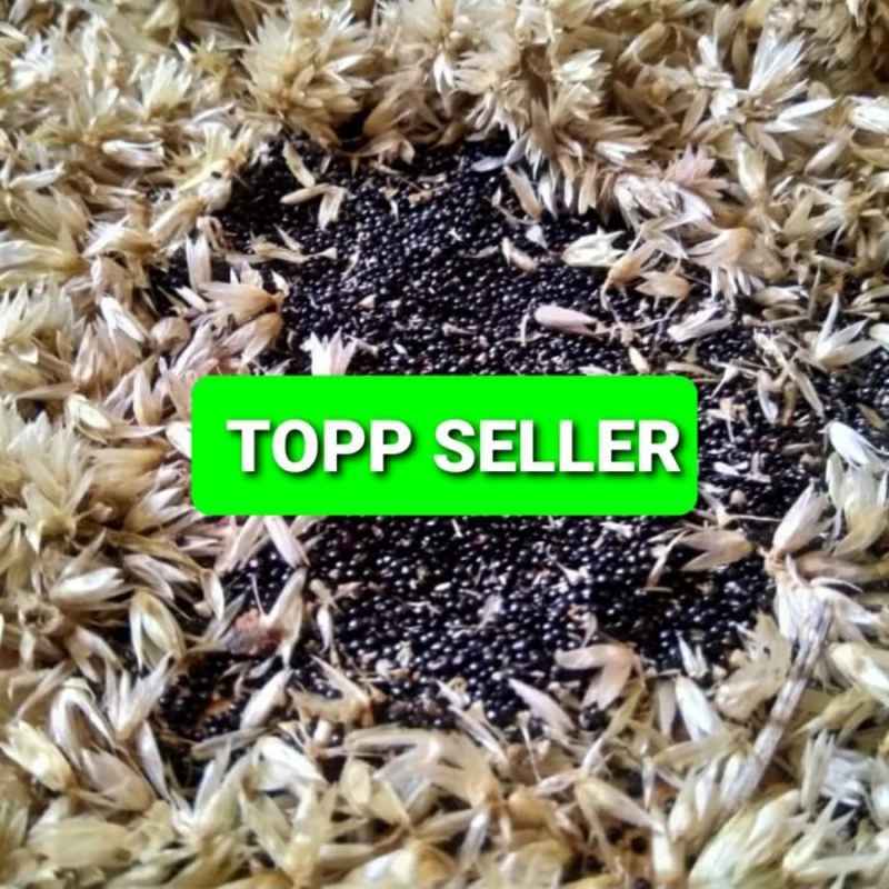 Jual 1000 biji bayam boroco tanaman hias topp seller di Seller TOPP ...