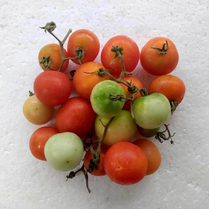 Promo B & D Shop's Buah Tomat Rampai Segar Khas Lampung [1 Kg] Halal ...