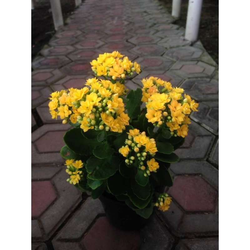 Promo Tanaman Bunga Hias Calandiva Kuning Kondisi Berbunga Lebat Diskon ...